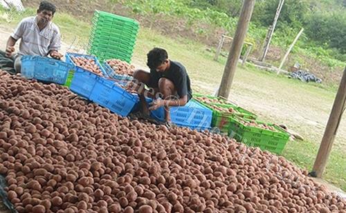 Potato potential - The Fiji Times