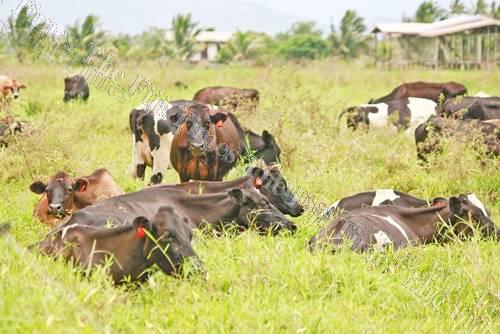 Livestock cover - The Fiji Times
