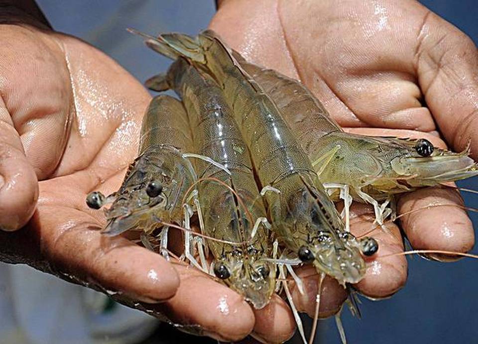 First commercial prawn conference begins - The Fiji Times