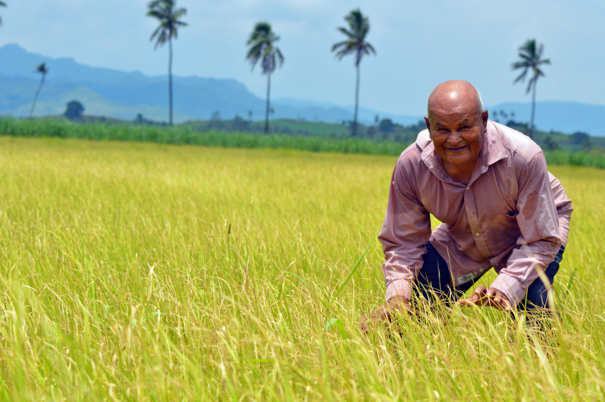 Rice Storage House For Northern Farmers The Fiji Times