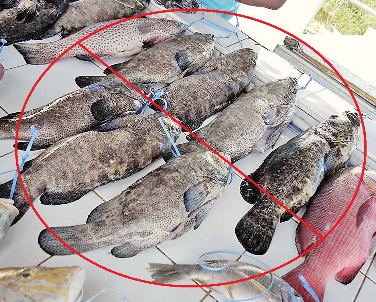 1.2 tonnes of fish seized - The Fiji Times