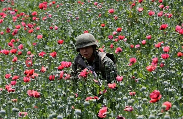 Mexico's president-elect does not rule out medical opium sales: aide ...