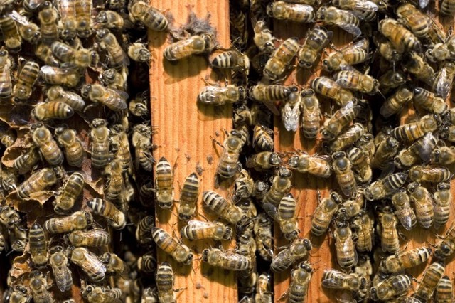 Canada to phase out crop chemicals linked to bee deaths - The Fiji Times