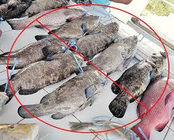 Fish ban’s back on - The Fiji Times