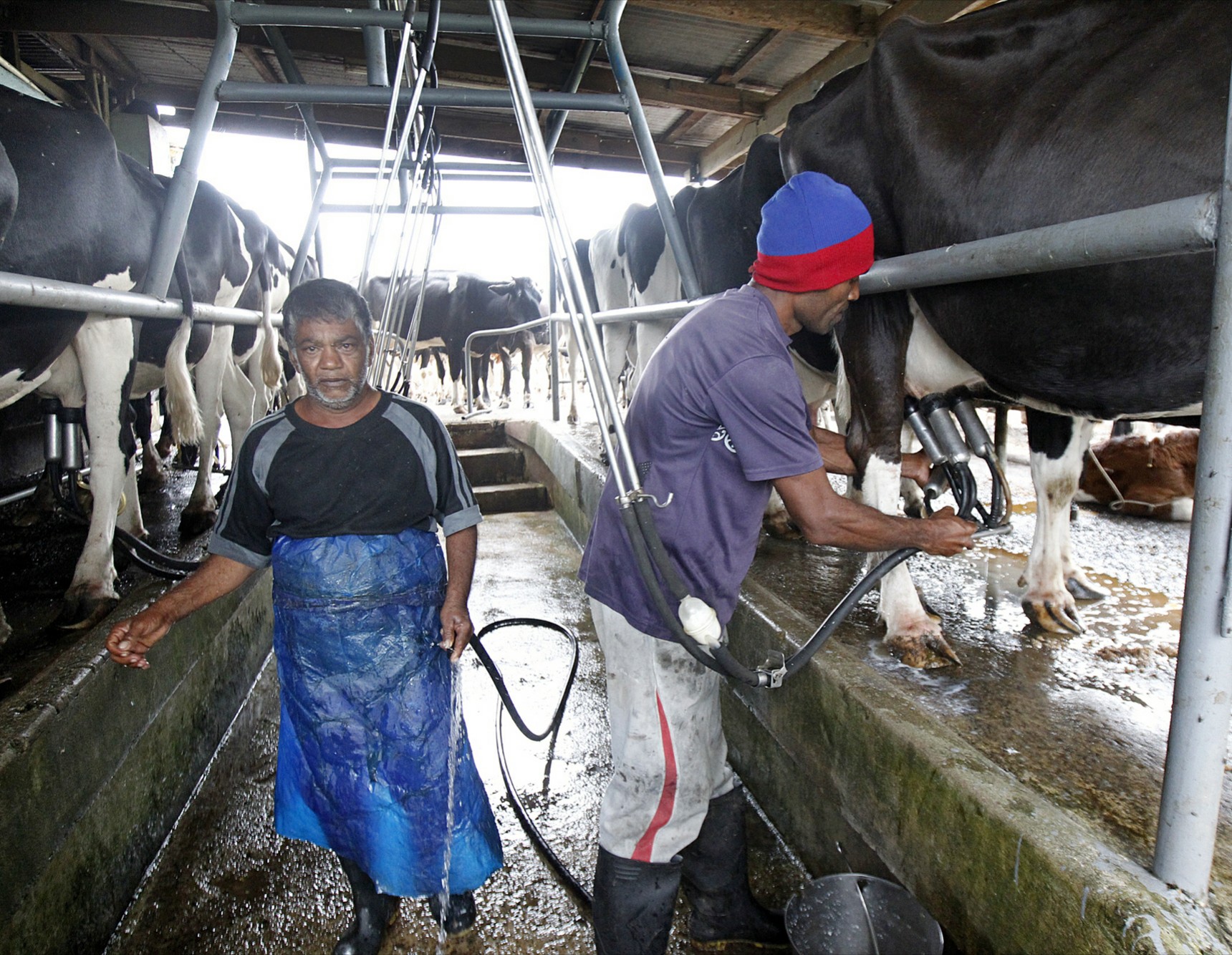 Loss of livestock - The Fiji Times