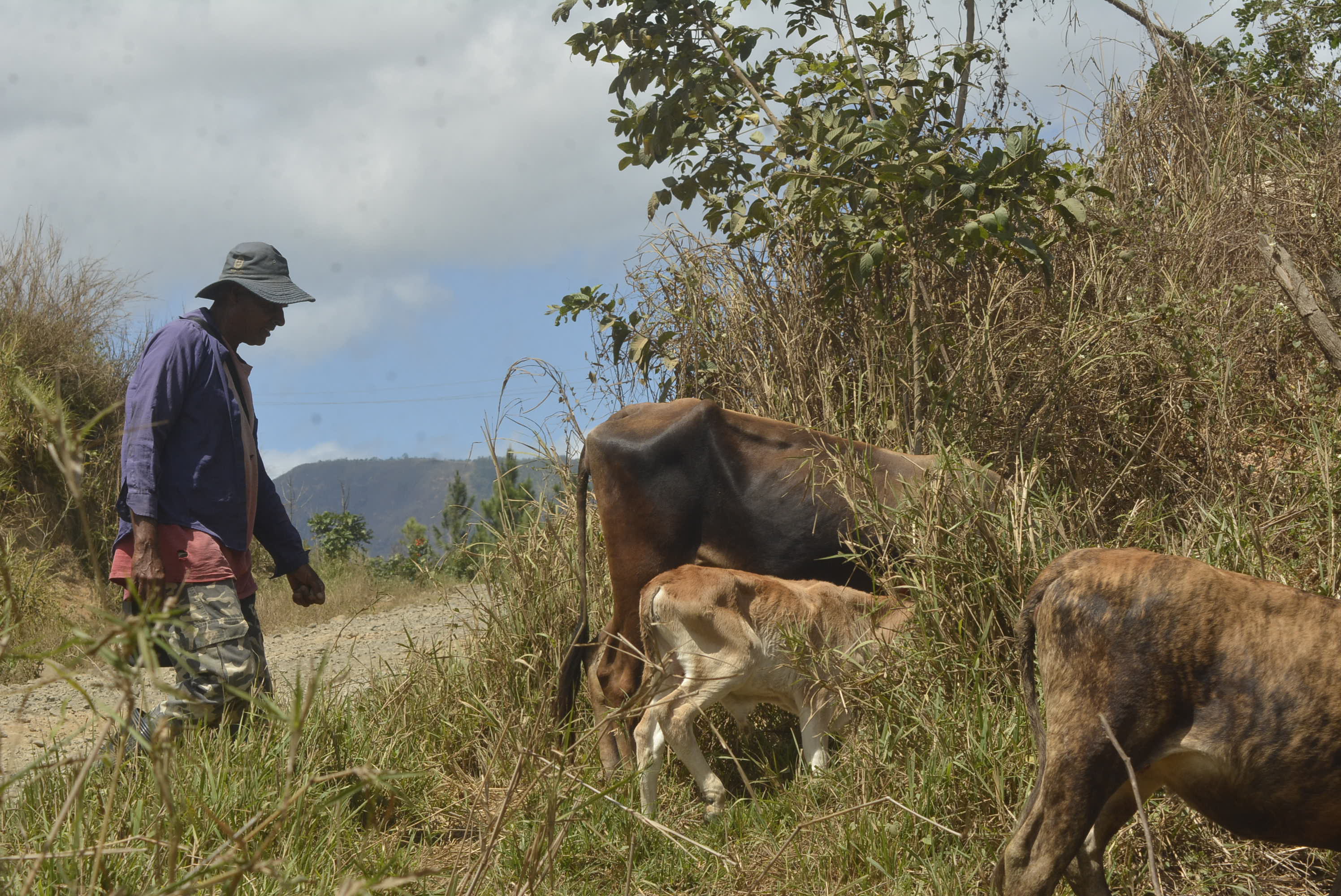Drought situation: Cattles are dying - The Fiji Times