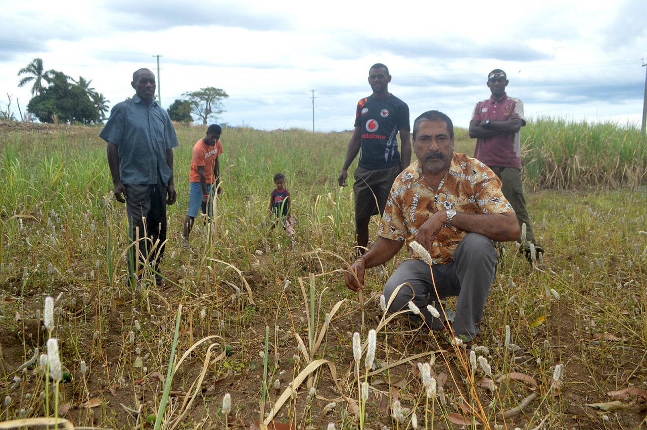 Suppressed rainfall poses risk to crops - The Fiji Times