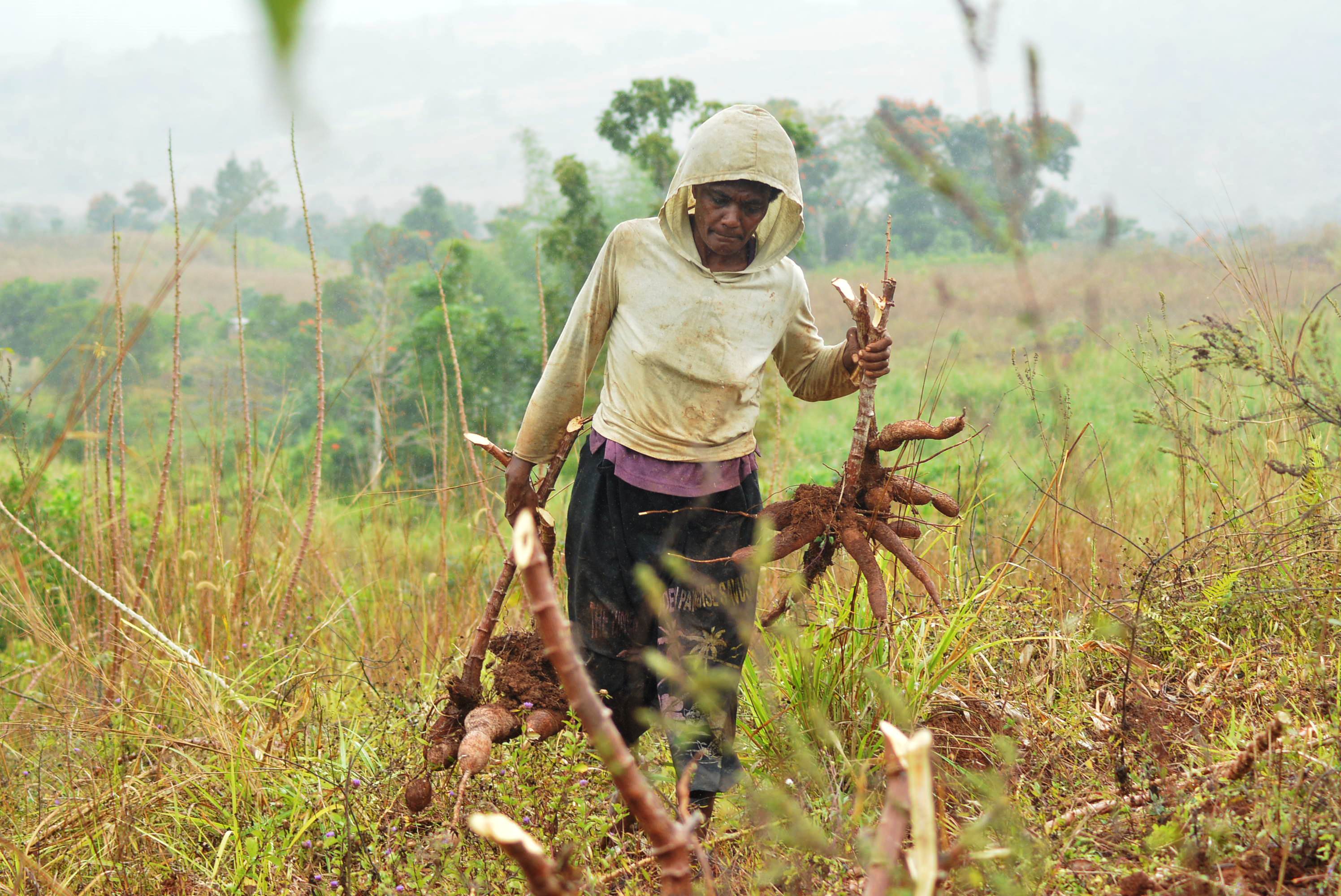 Cassava farmers worry over low harvest - The Fiji Times