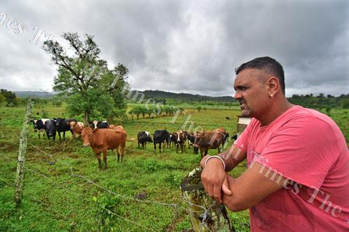 Ministry identifies 589 farms with cow disease - The Fiji Times