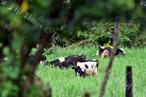 Agriculture ministry to launch embryo transfer program - The Fiji Times