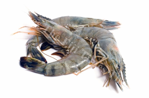 Potential for increase in local prawn production - The Fiji Times
