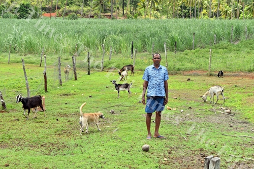 1500-plus goat farms registered in Fiji - The Fiji Times