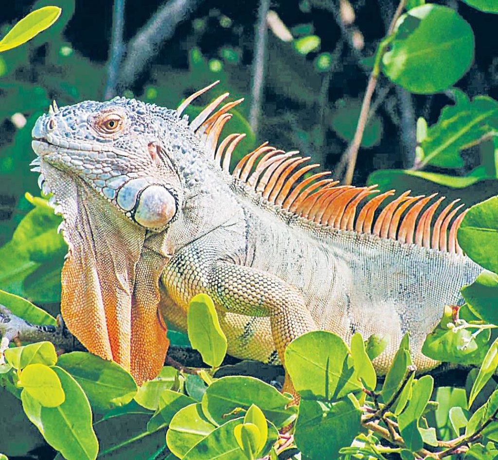 American iguanas damage farms - The Fiji Times