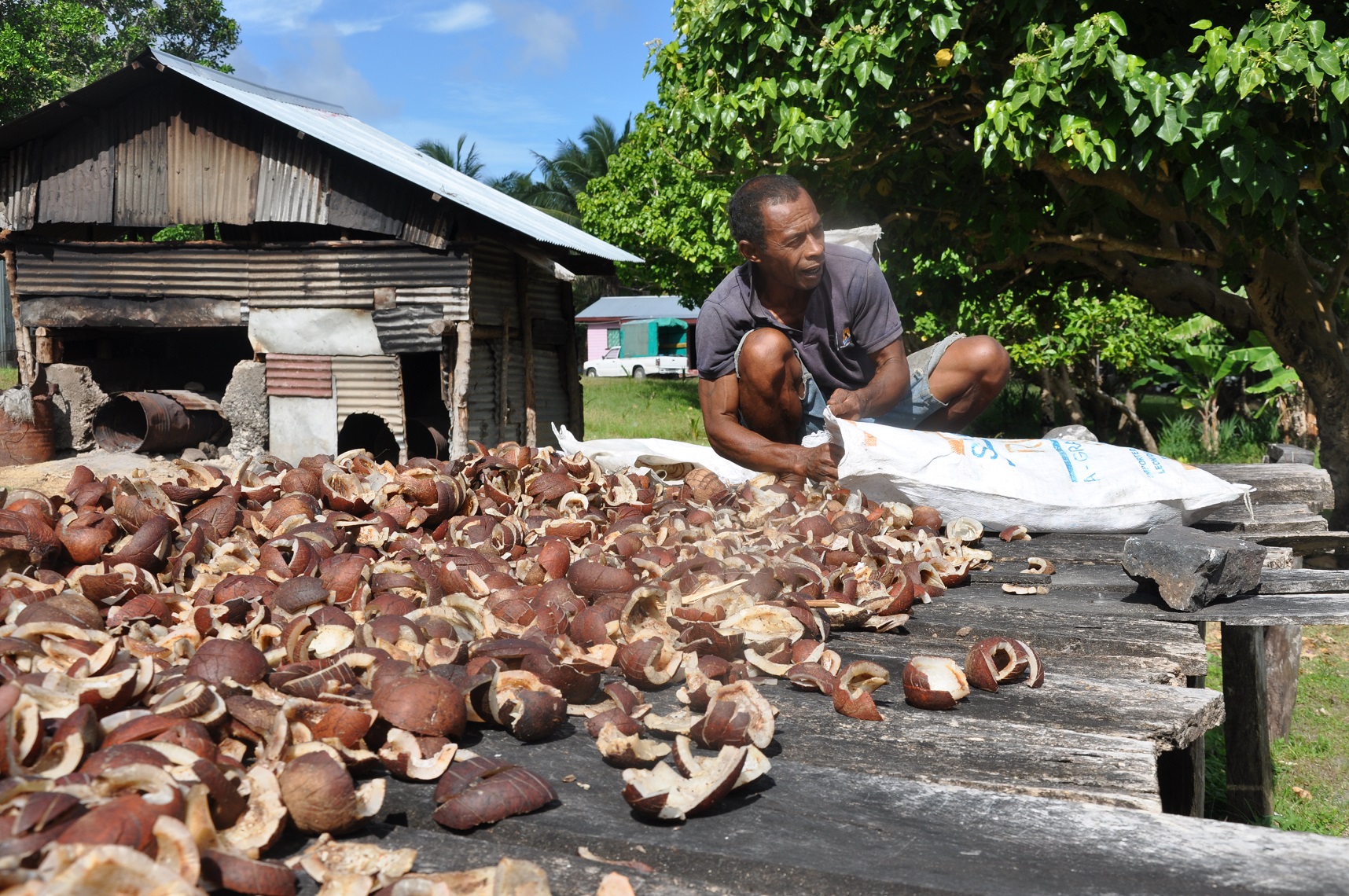 Risk mitigation in the Pacific's coconut sector - The Fiji Times