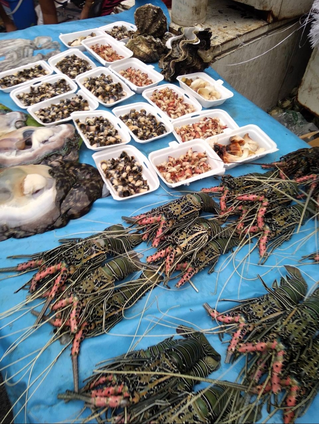 Seafood at the Suva Market - The Fiji Times