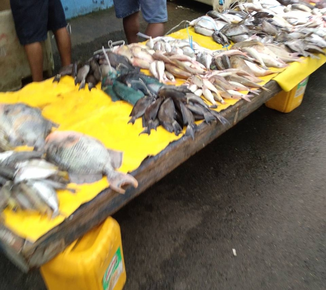 Seafood at the Suva Market - The Fiji Times