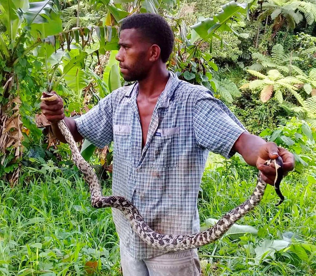 Pacific Boas found in Lovoni - The Fiji Times