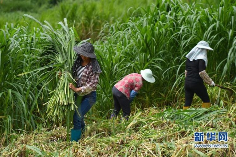 Chinese Juncao grass to enhance Fiji's livestock production - The Fiji ...