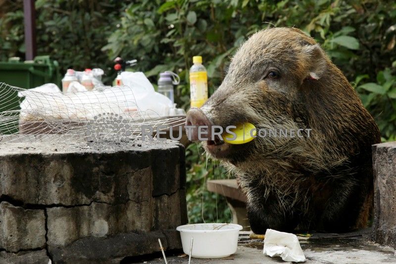 Hong Kong's wild boar dilemma in the Chinese New Year of the Pig - The ...