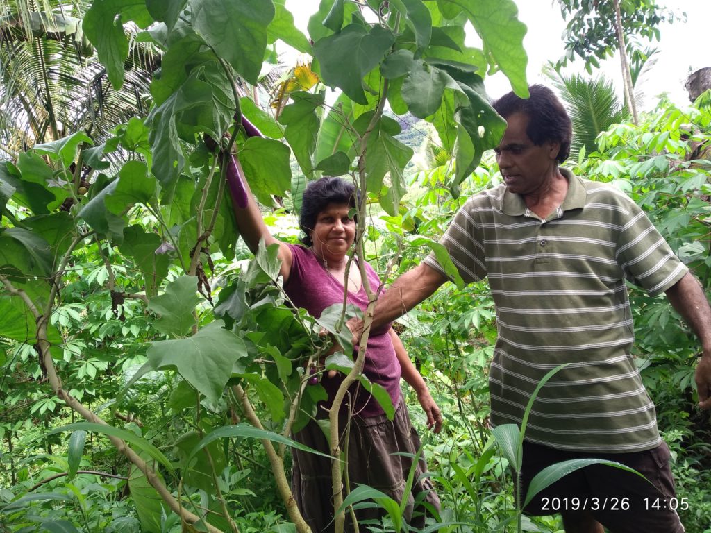 Bulileka farmers worry about continuous heavy rain - The Fiji Times