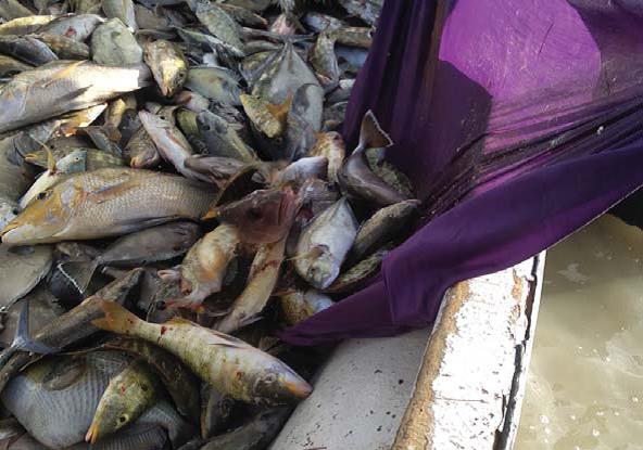 An island 'yavirau' experience - The Fiji Times