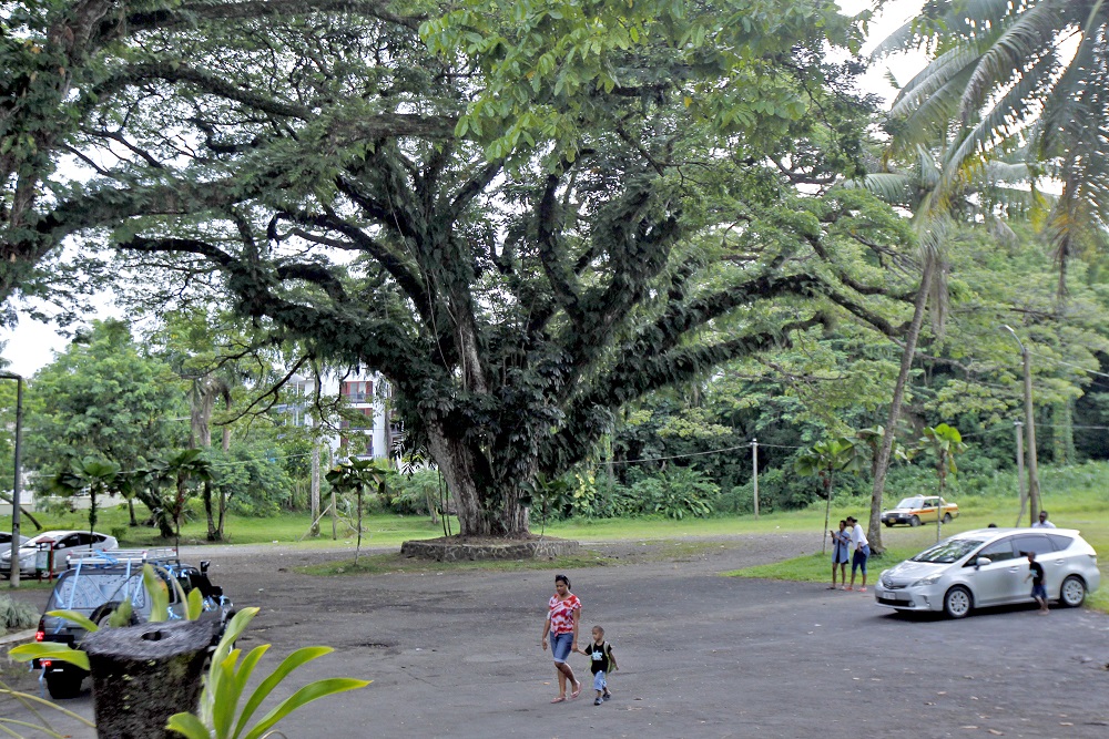 Land home to 100 plus-year rain tree and caves - The Fiji Times
