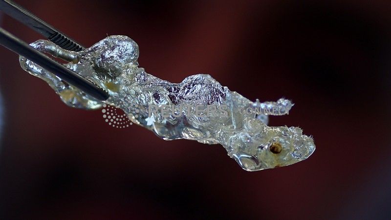 German scientists create see-through human organs - The Fiji Times