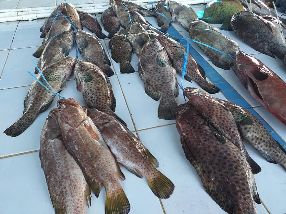 Warning of an instant $10k fine for illegal harvest of grouper fish ...
