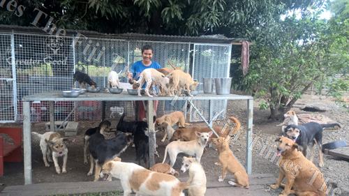 Controlling stray dogs requires coordination and planning: Ministry ...