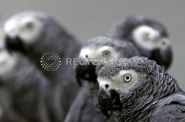 Cameroon conservationists heal endangered African gray parrots - The ...