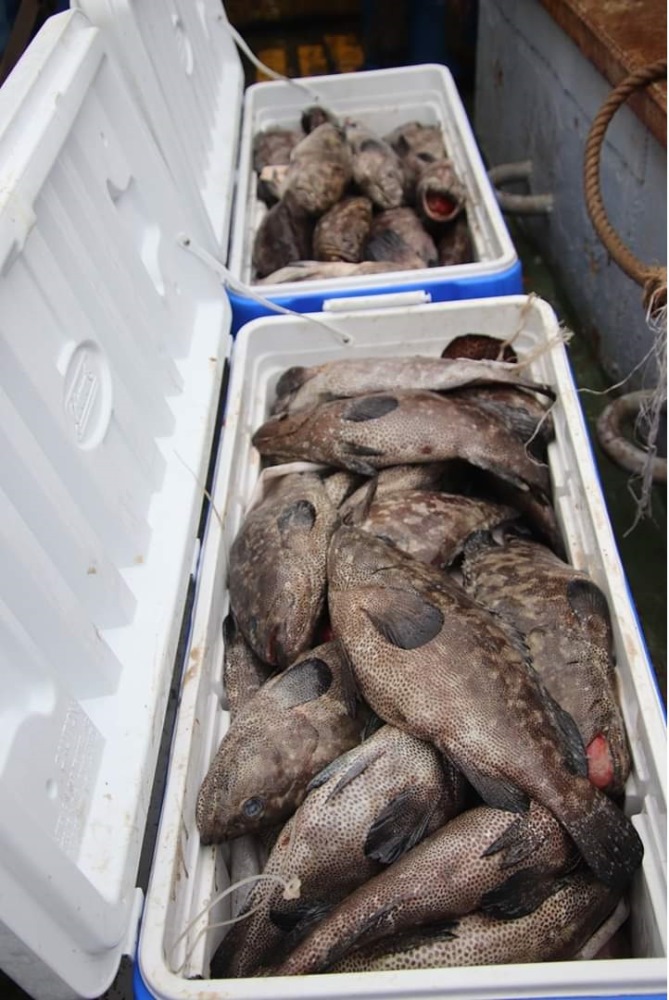 Call to protect kawakawa and donu for long-term food security - The ...