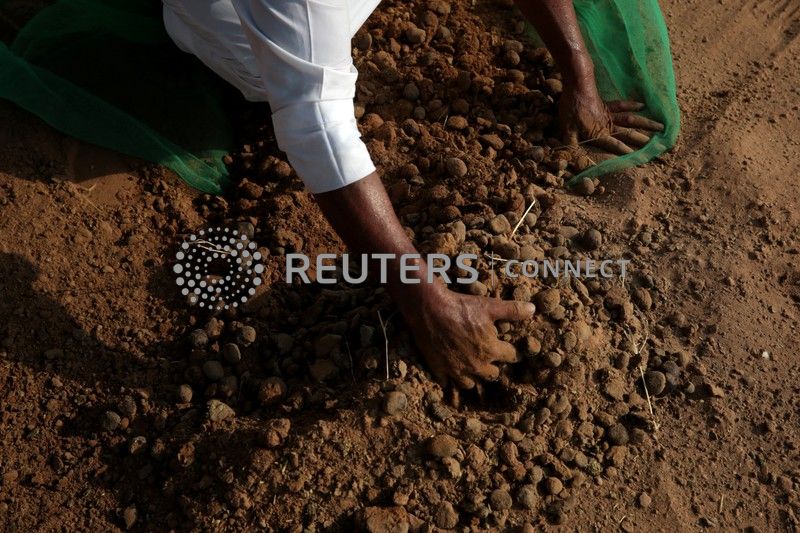 Camel dung fuels cement production in northern UAE - The Fiji Times