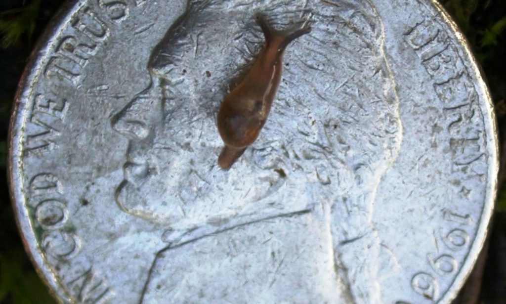 Hawaii hit with outbreak of rare rat lungworm disease spread by ...