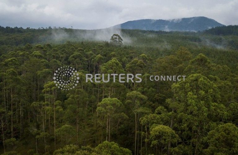 Indonesia president makes moratorium on forest clearance permanent ...