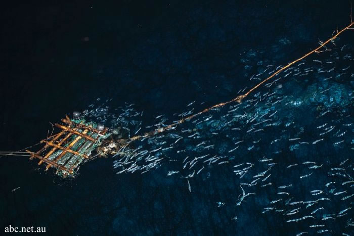 Push to use FADs - The Fiji Times