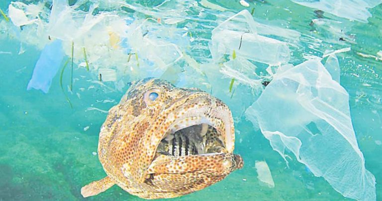 Plastic pollution affects food chain - The Fiji Times