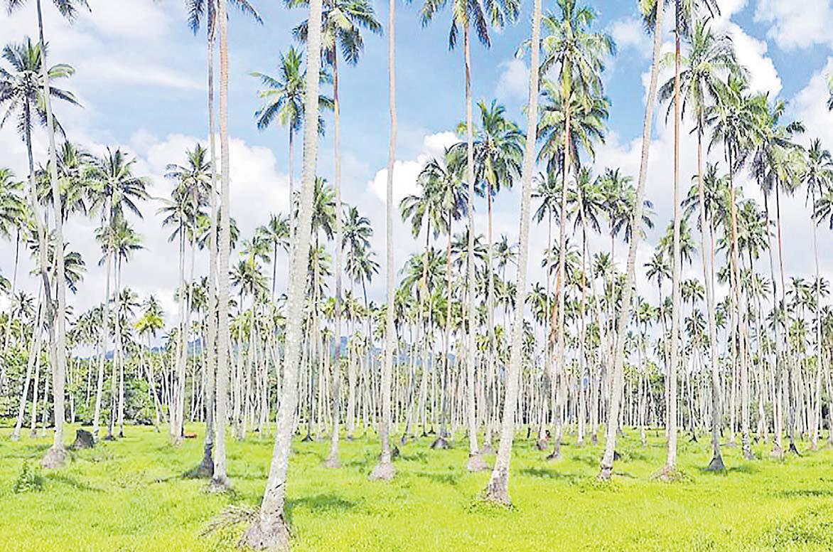150th anniversary: Coconut beetle find - The Fiji Times