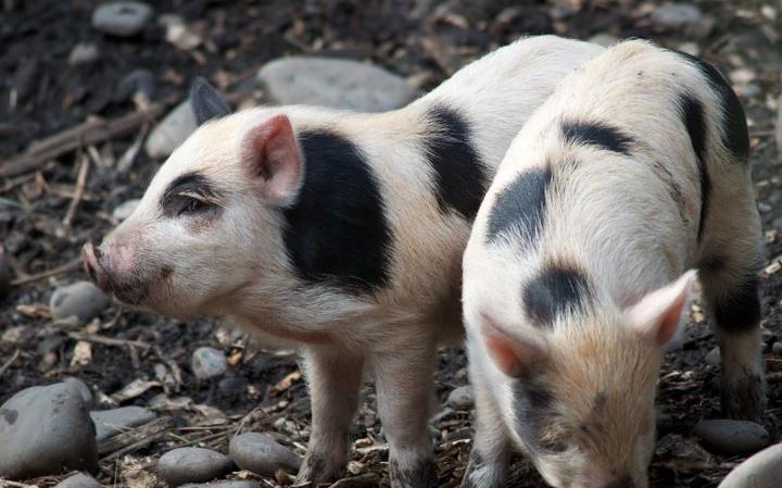 Auckland Island pigs: 'It's a big call to eradicate them' - The Fiji Times