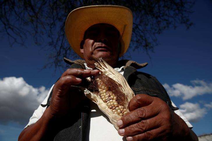 In Mexico's cradle of corn, climate change leaves its mark - The Fiji Times