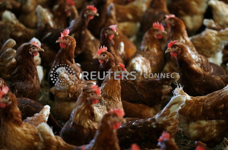 Dutch order poultry to be kept indoors after German bird flu outbreak ...