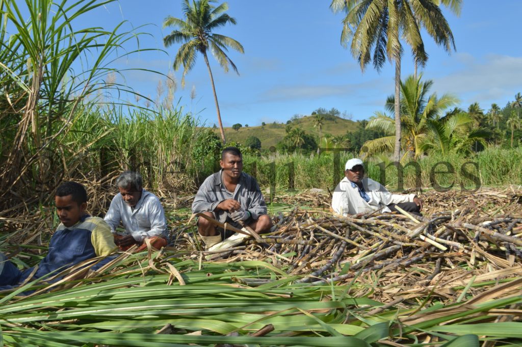 Northern cane farmers prepare for harvest - The Fiji Times