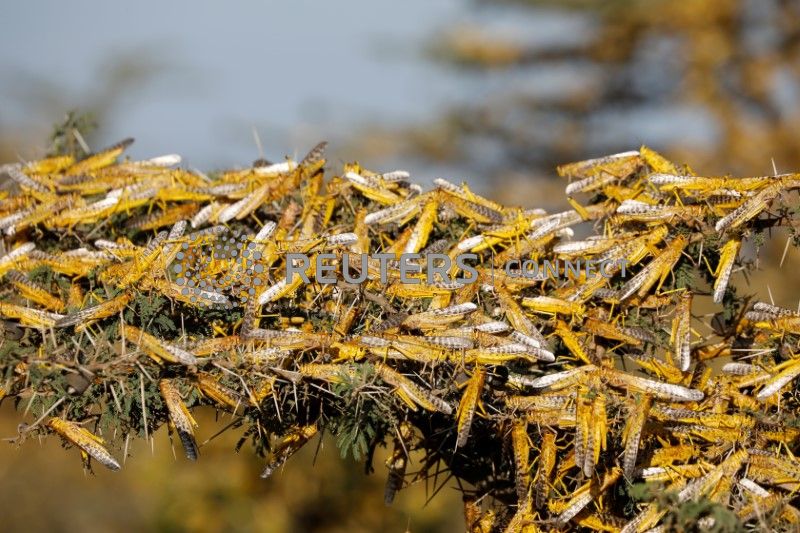 India steps up efforts to curb locust infestation - The Fiji Times