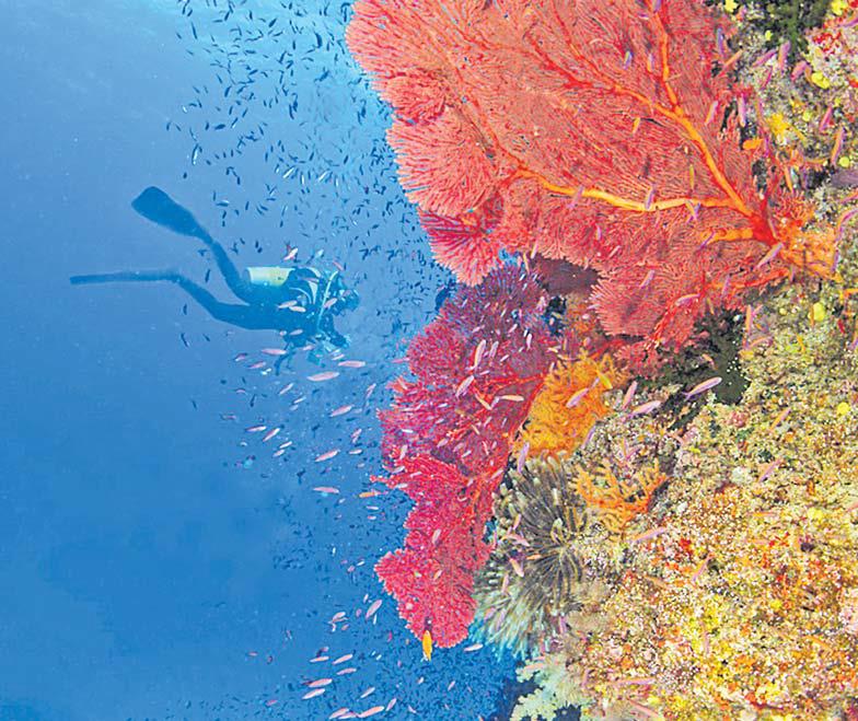 Explore Fiji under water - The Fiji Times
