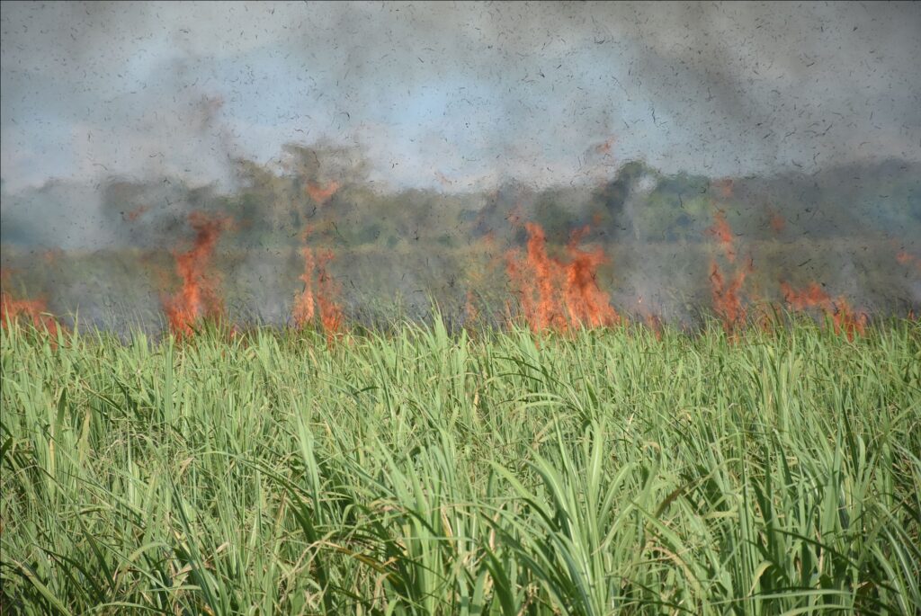 ‘Stop burning cane’ - The Fiji Times