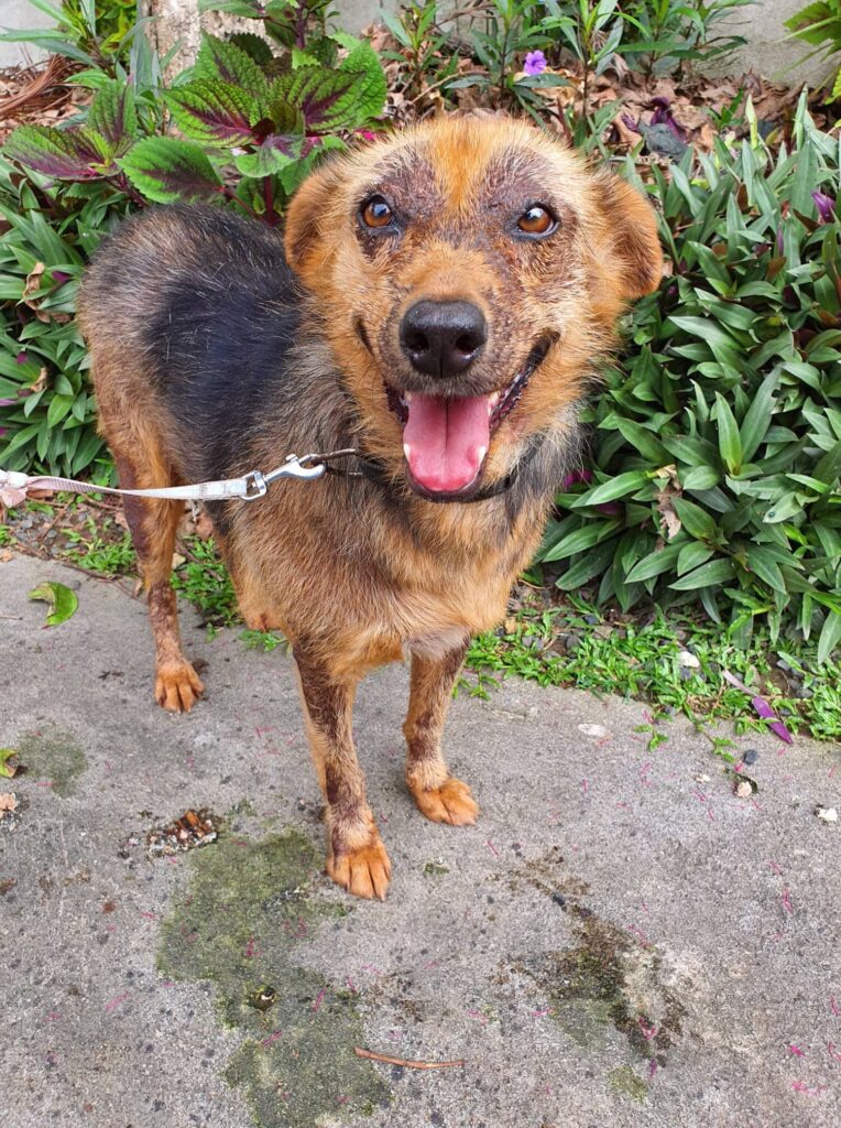 Pet Life: How to socialise our dogs - The Fiji Times