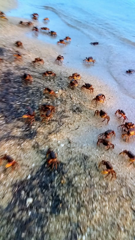 Land crabs galore at Yadua Village in Gau - The Fiji Times
