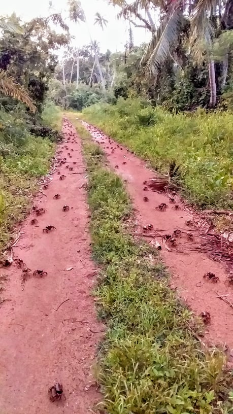 Land crabs galore at Yadua Village in Gau - The Fiji Times