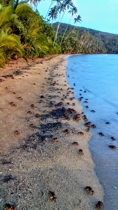 Land crabs galore at Yadua Village in Gau - The Fiji Times