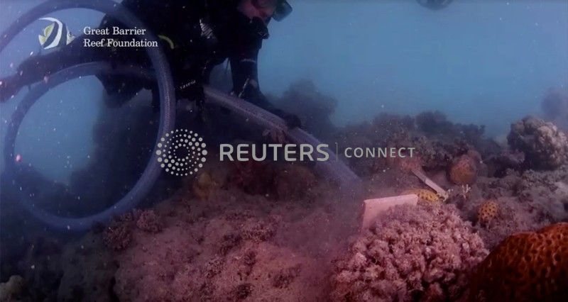 Coral IVF trial offers hope of renewal for Australia's Great Barrier ...