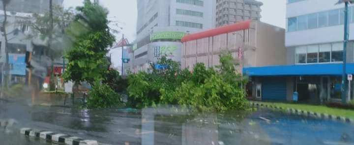 TC Ana: Historical ivi tree ripped off - The Fiji Times